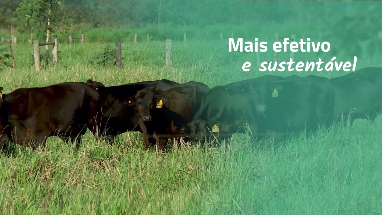 Manejo de pastagem - Como é feito um bom manejo de pastagem? - Senar Play